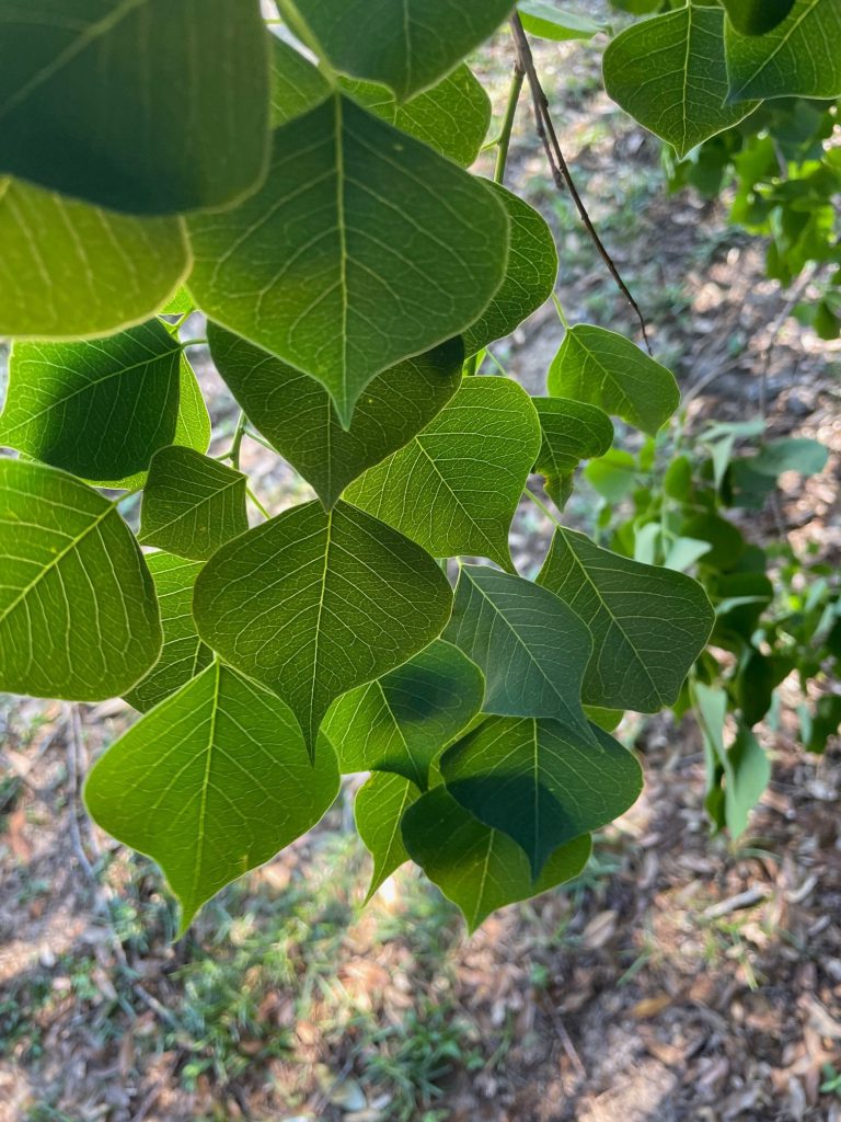 Weekly "What is it?": Popcorn trees - UF/IFAS Extension Escambia County