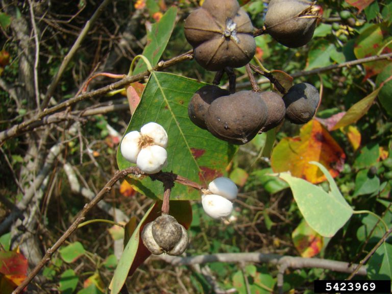 Weekly "What is it?": Popcorn trees - UF/IFAS Extension Escambia County