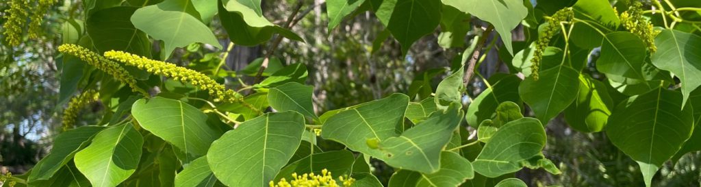Invasive Species Archives - UF/IFAS Extension Escambia County