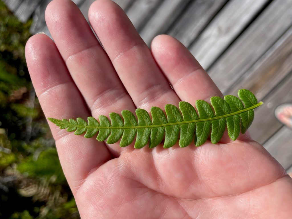 Weekly "What is it?": Ferns - UF/IFAS Extension Escambia County