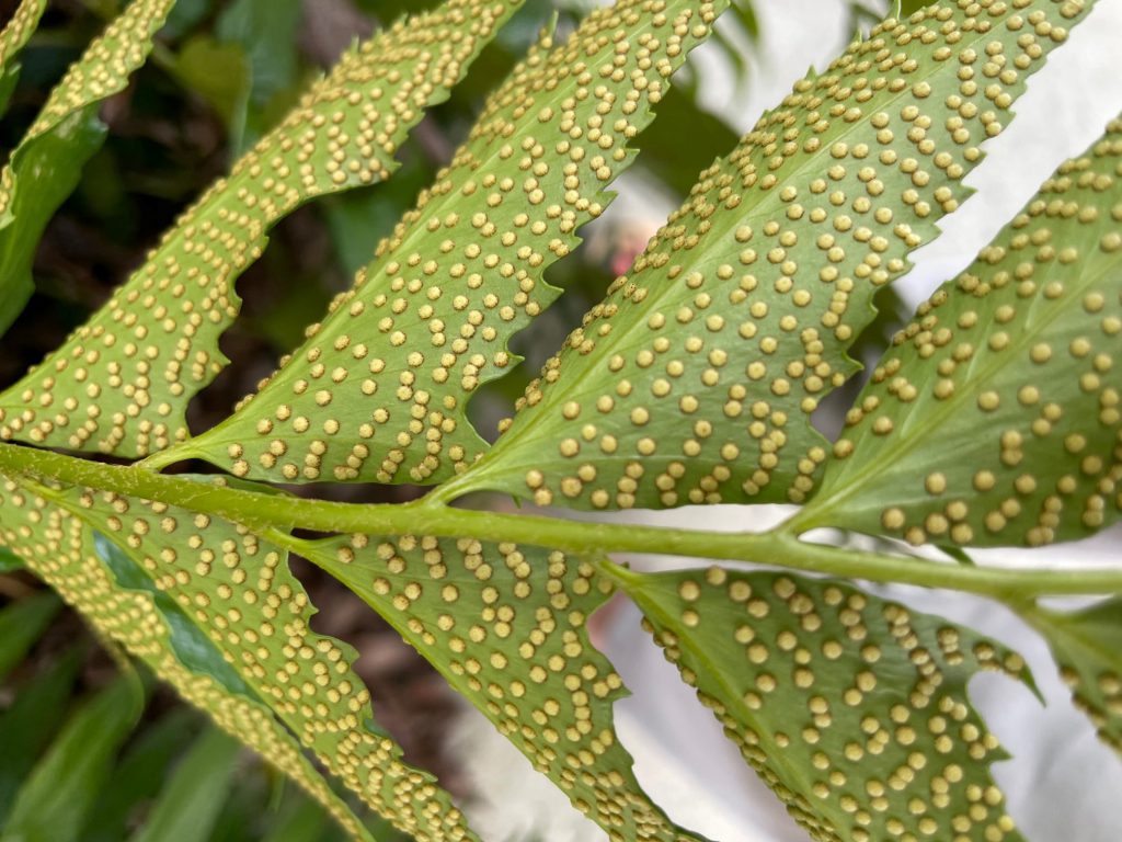 Weekly "What is it?": Ferns - UF/IFAS Extension Escambia County