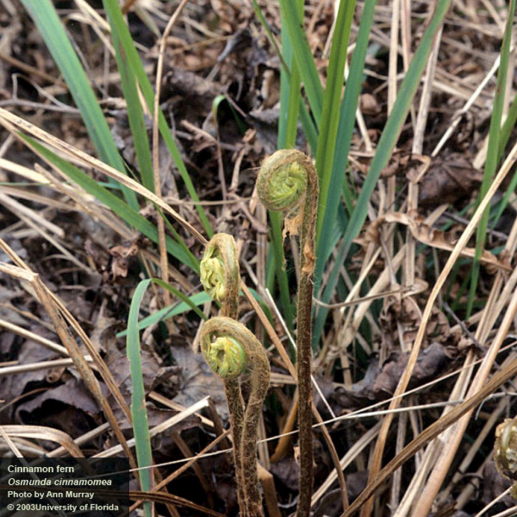 Weekly "What is it?": Ferns - UF/IFAS Extension Escambia County