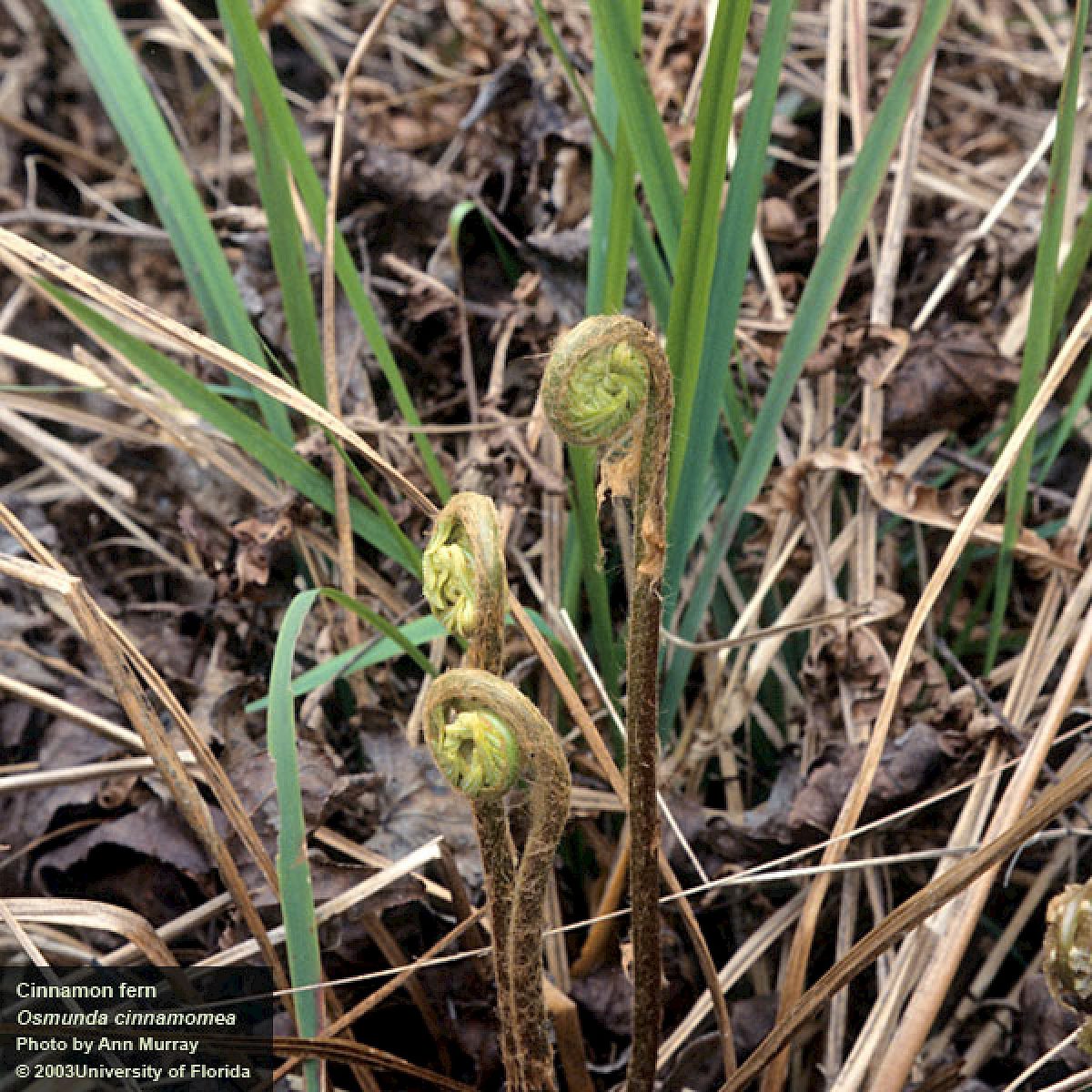 Weekly "What is it?": Ferns - UF/IFAS Extension Escambia County