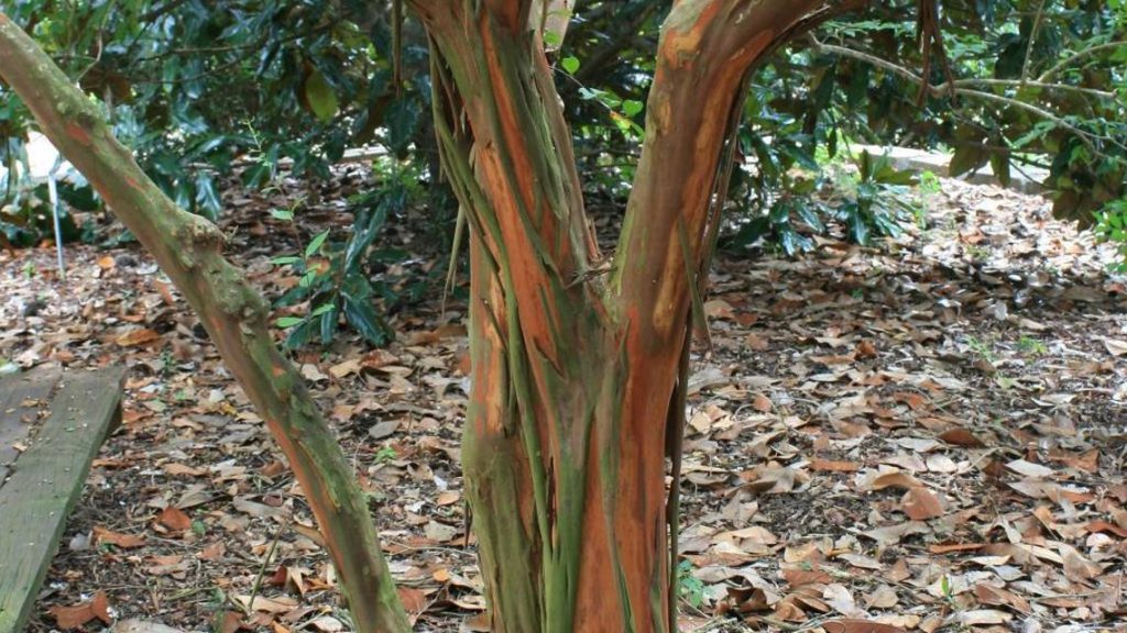 Weekly "What is it?": Tree Cattle, aka Bark Lice - UF/IFAS Extension ...