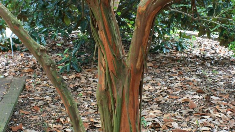 Weekly "What is it?": Tree Cattle, aka Bark Lice - UF/IFAS Extension ...