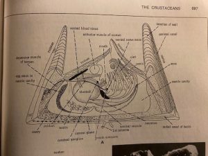 Meet the Barnacle - UF/IFAS Extension Escambia County
