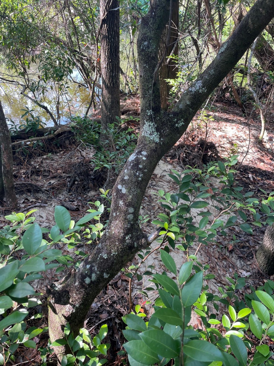 Weekly "What is it?": Titi - UF/IFAS Extension Escambia County