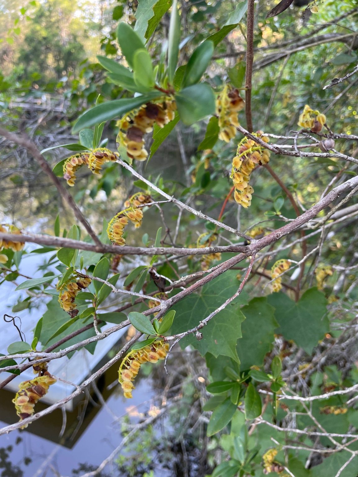 Weekly "What is it?": Titi - UF/IFAS Extension Escambia County