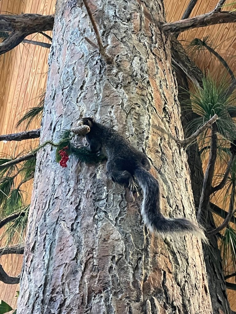 Weekly "What is it?": Fox Squirrel - UF/IFAS Extension Escambia County