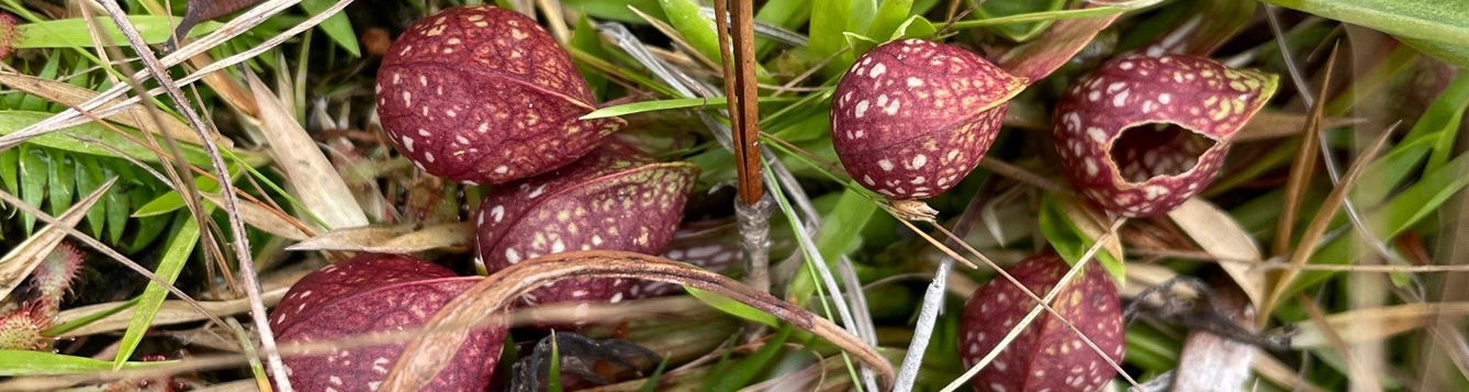 Weekly "What is it?": Parrot Pitcher Plant - UF/IFAS Extension Escambia ...
