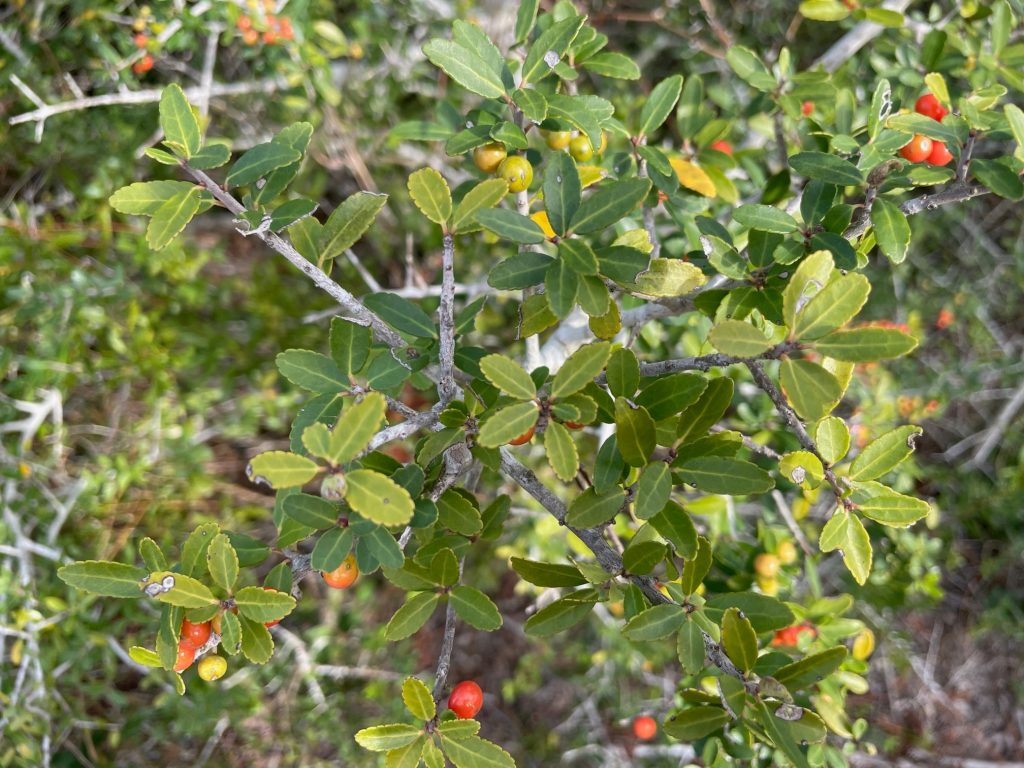 Weekly "What is it?": Yaupon holly - UF/IFAS Extension Escambia County