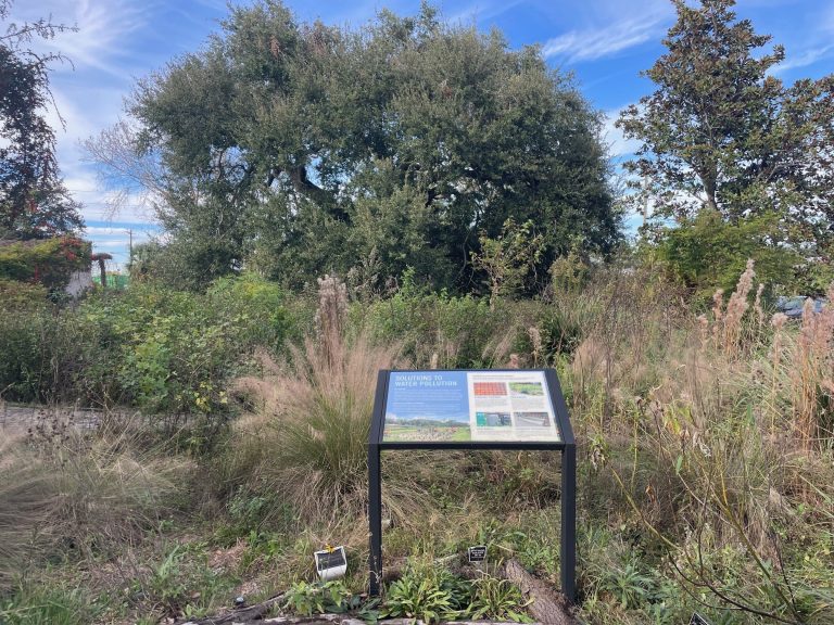 Weekly "What is it?": Franklin tree - UF/IFAS Extension Escambia County