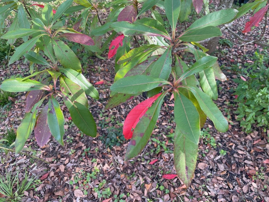 Weekly "What is it?": Franklin tree - UF/IFAS Extension Escambia County