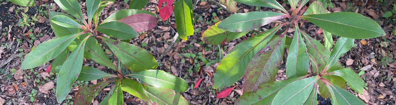Weekly "What is it?": Franklin tree - UF/IFAS Extension Escambia County