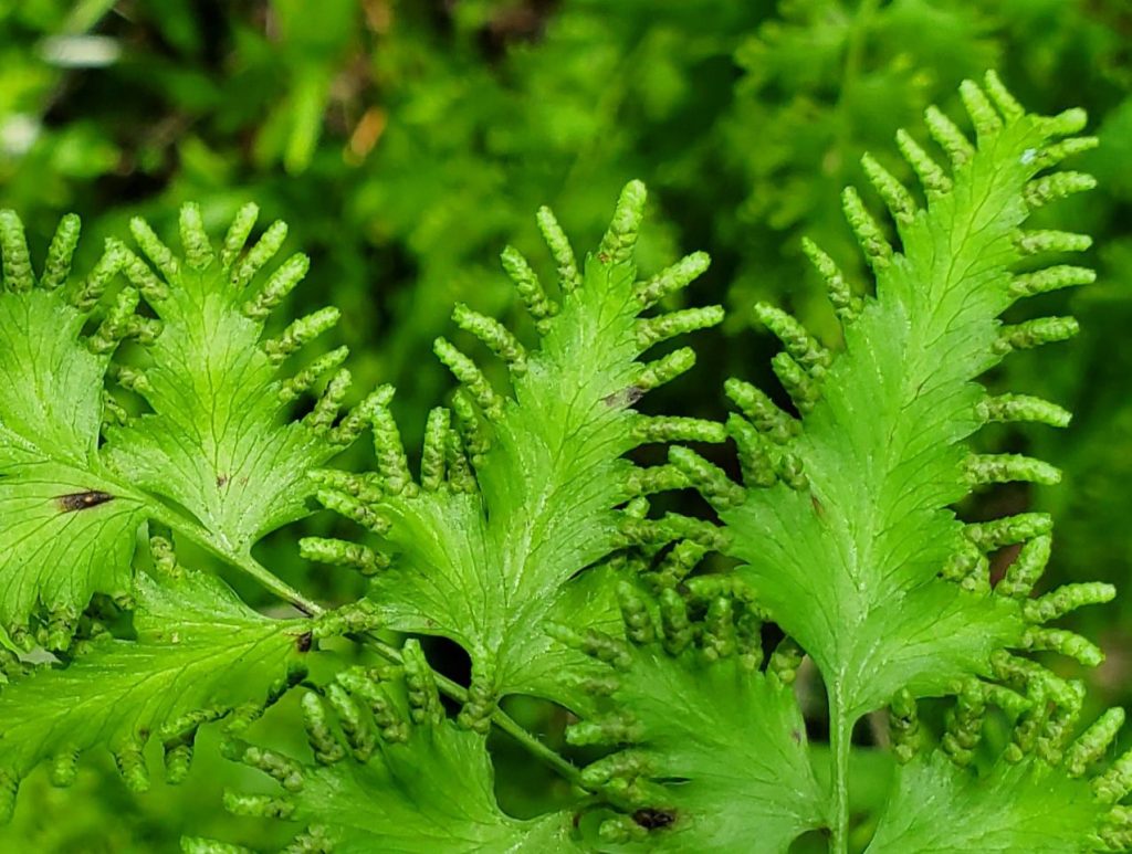 Weekly "What is it?": Japanese climbing fern - UF/IFAS Extension ...