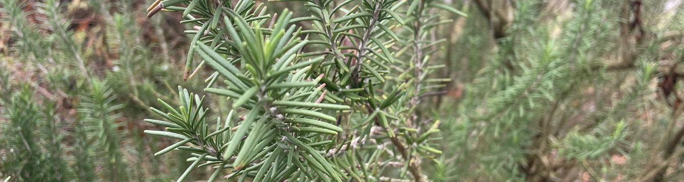 Weekly "What is it?": Rosemary - UF/IFAS Extension Escambia County