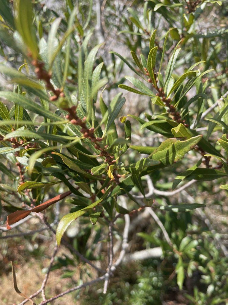 Weekly "What is it?": Wax myrtle - UF/IFAS Extension Escambia County