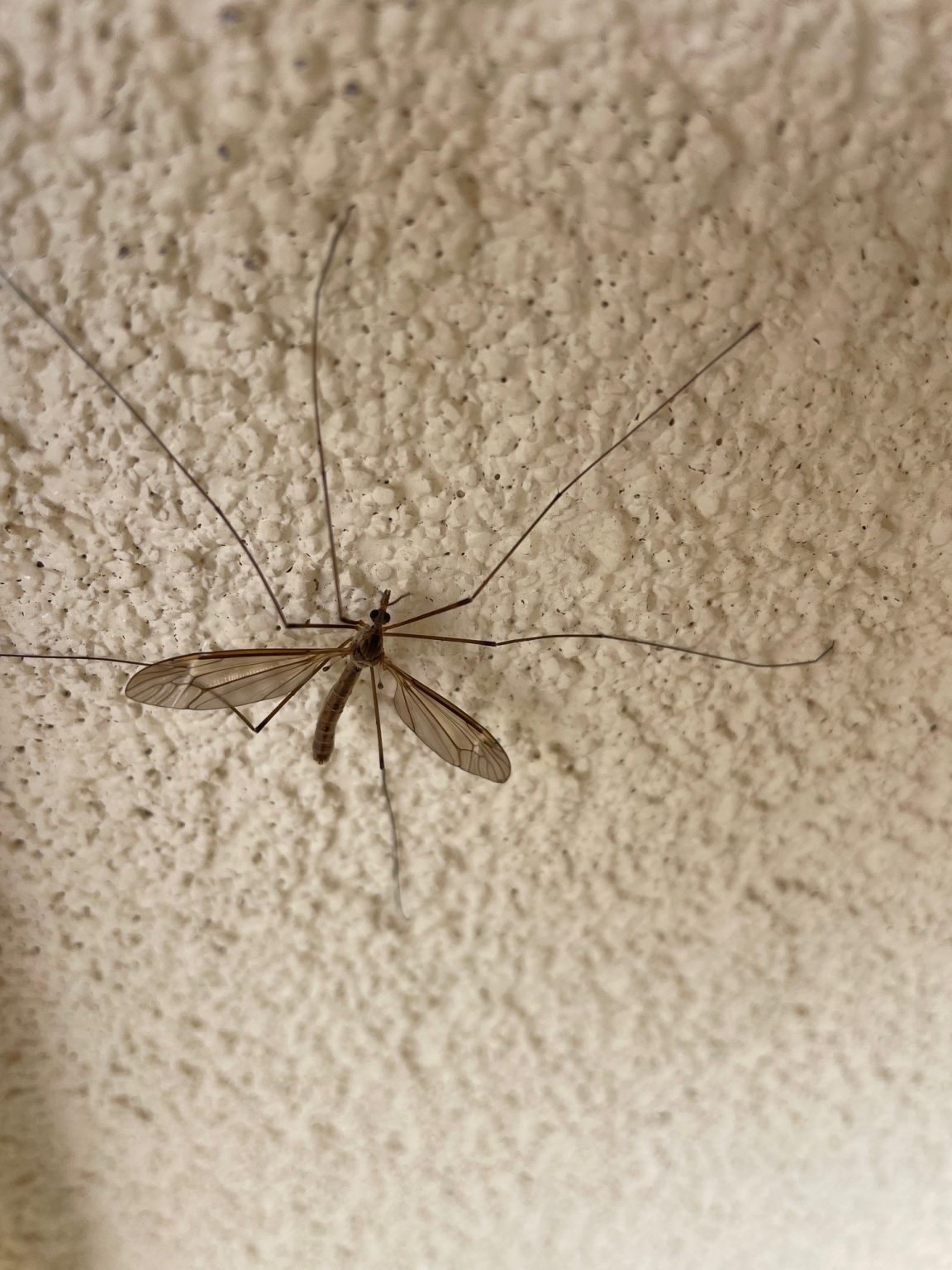 Weekly "What is it?": Crane flies - UF/IFAS Extension Escambia County