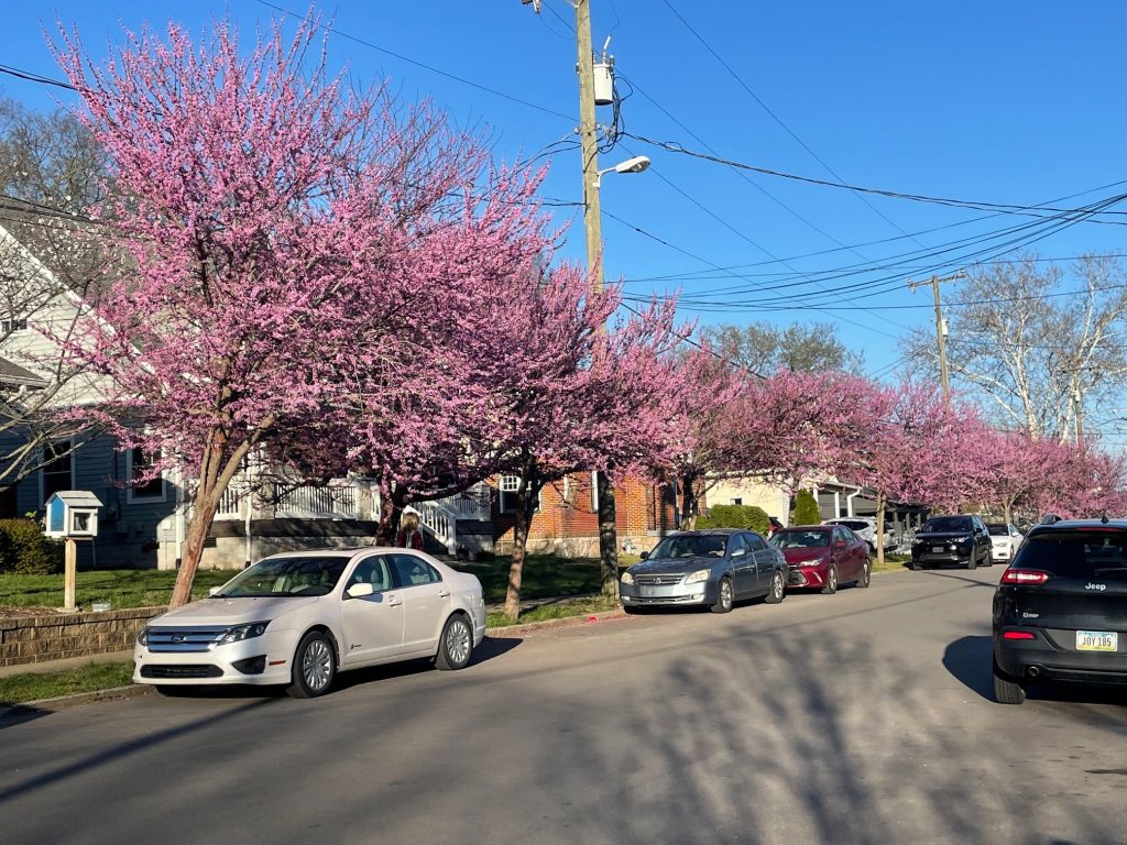 Weekly "What is it?": Eastern redbud - UF/IFAS Extension Escambia County