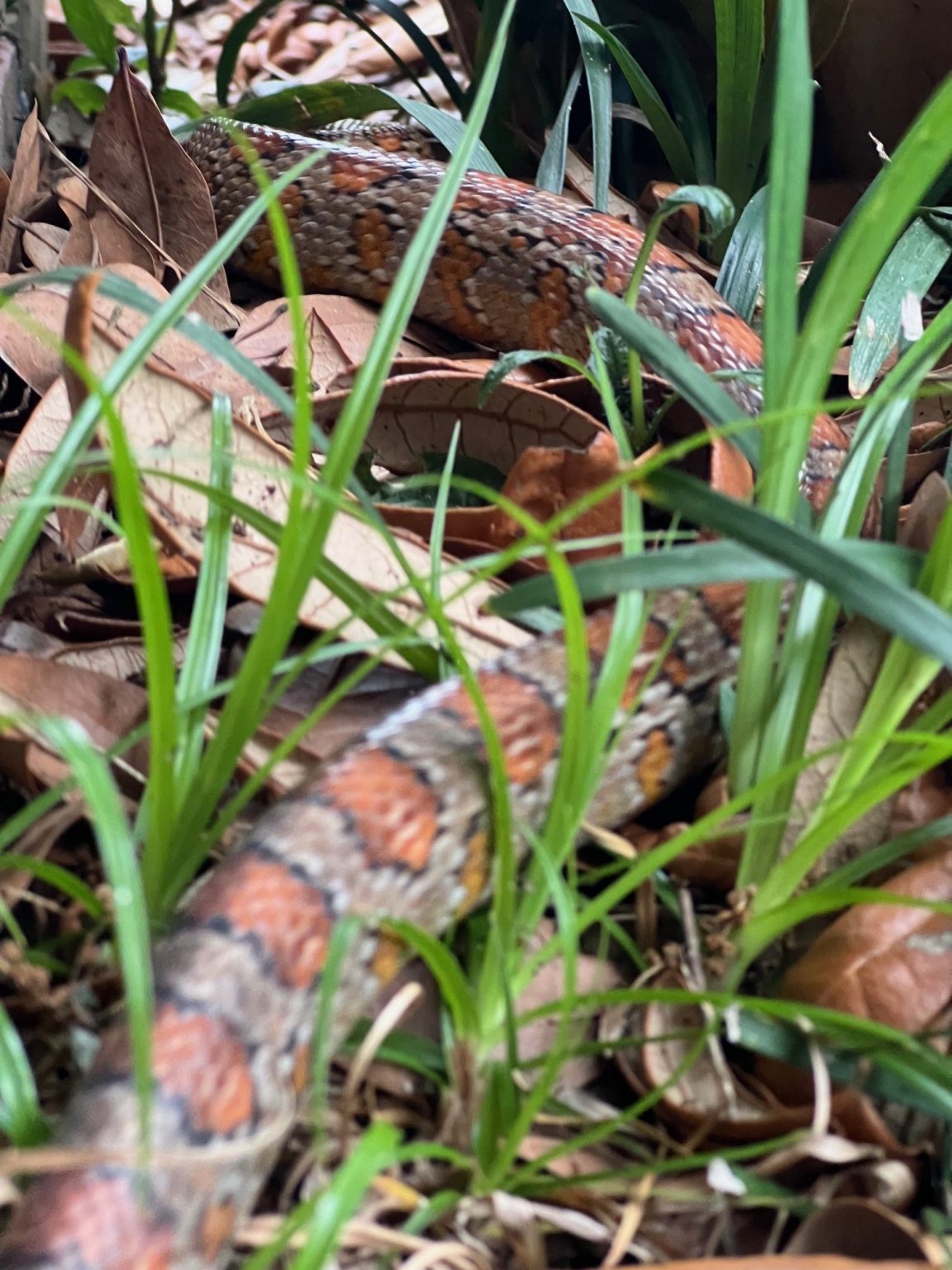 Weekly "What is it?": Rat snakes - UF/IFAS Extension Escambia County