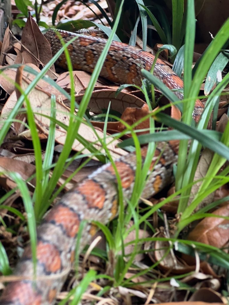 Weekly "What is it?": Rat snakes - UF/IFAS Extension Escambia County