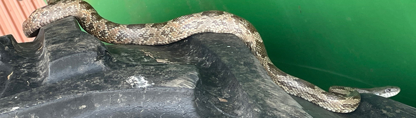 Weekly "What is it?": Rat snakes - UF/IFAS Extension Escambia County