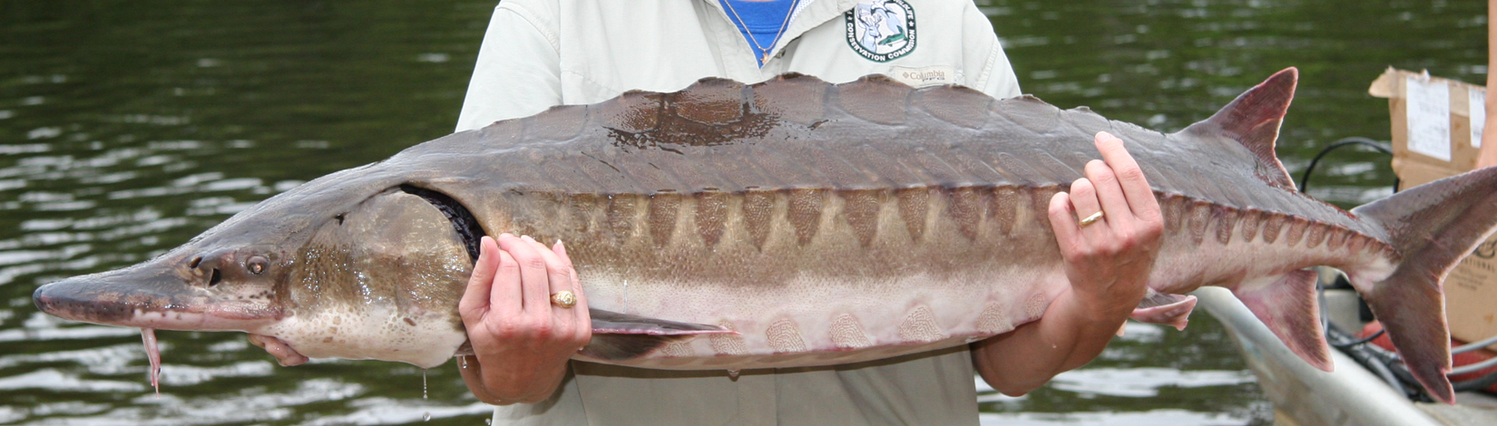 Weekly "What is it?": Gulf sturgeon - UF/IFAS Extension Escambia County