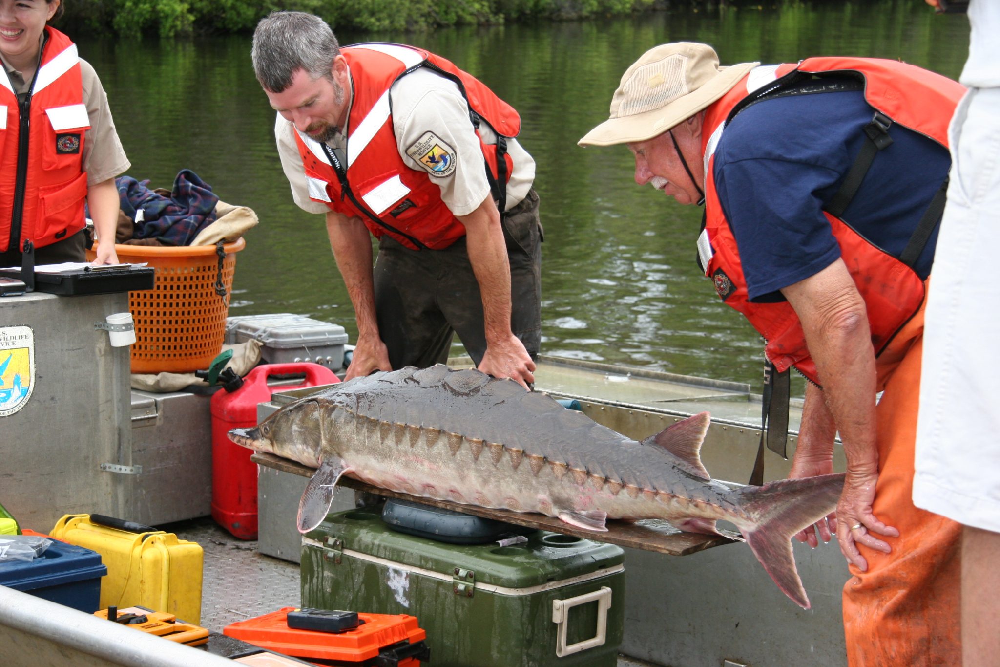 Weekly "What is it?": Gulf sturgeon - UF/IFAS Extension Escambia County