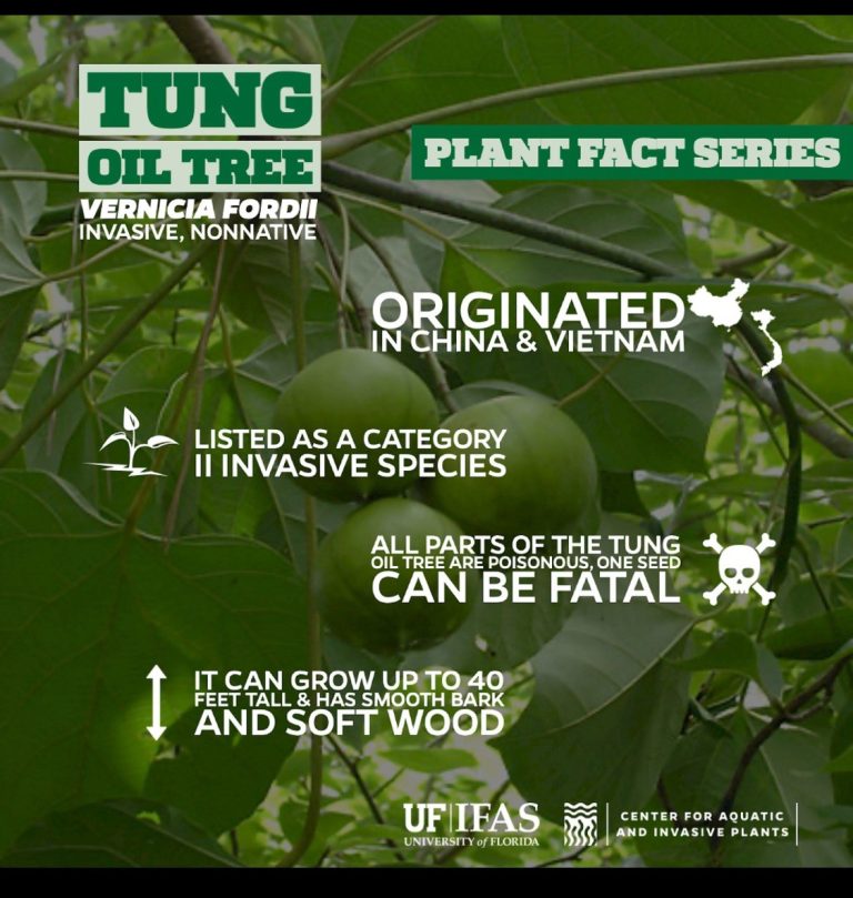 Weekly "What is it?": Tung Oil Tree - UF/IFAS Extension Escambia County