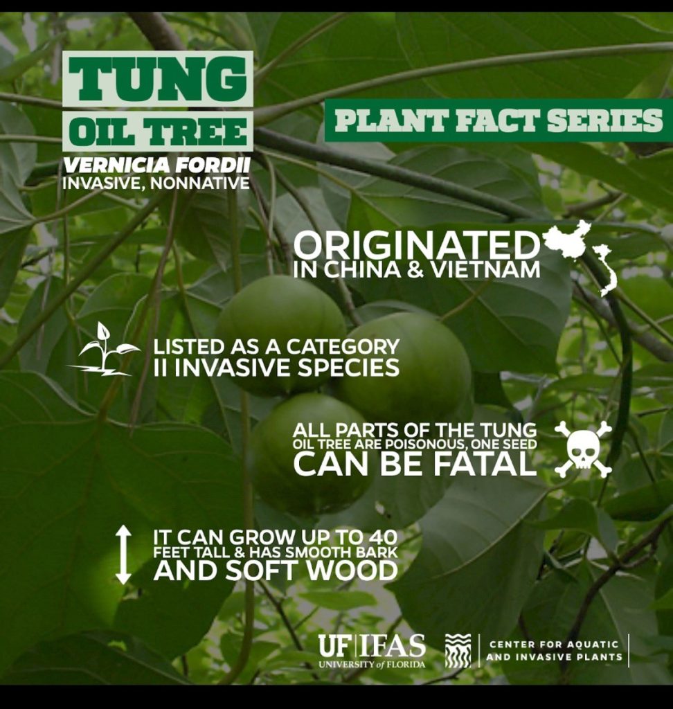 Weekly "What is it?": Tung Oil Tree - UF/IFAS Extension Escambia County
