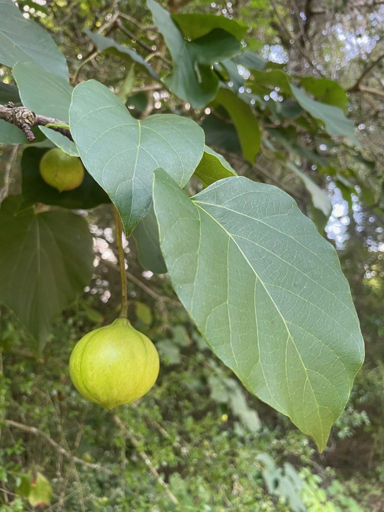 Weekly "What is it?": Tung Oil Tree - UF/IFAS Extension Escambia County