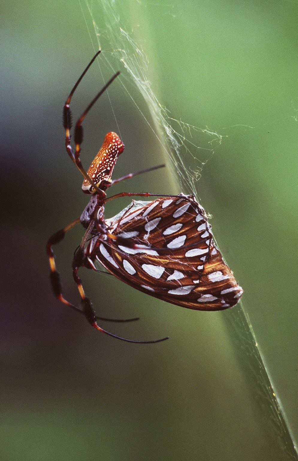 Weekly "What is it?": Orb Weaver Spiders - UF/IFAS Extension Escambia ...