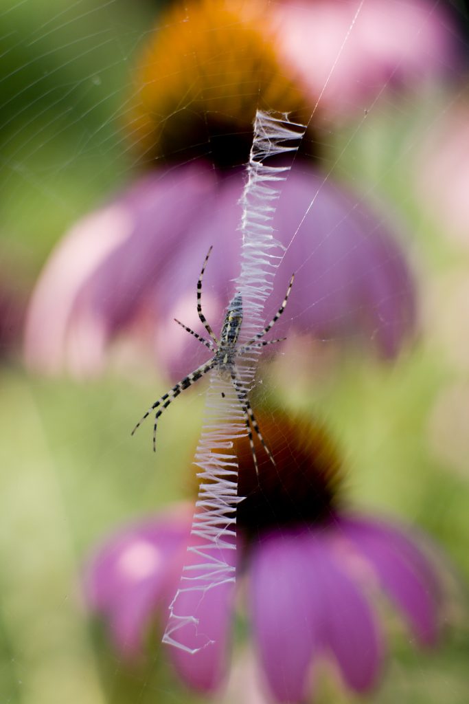 Weekly "What is it?": Orb Weaver Spiders - UF/IFAS Extension Escambia ...