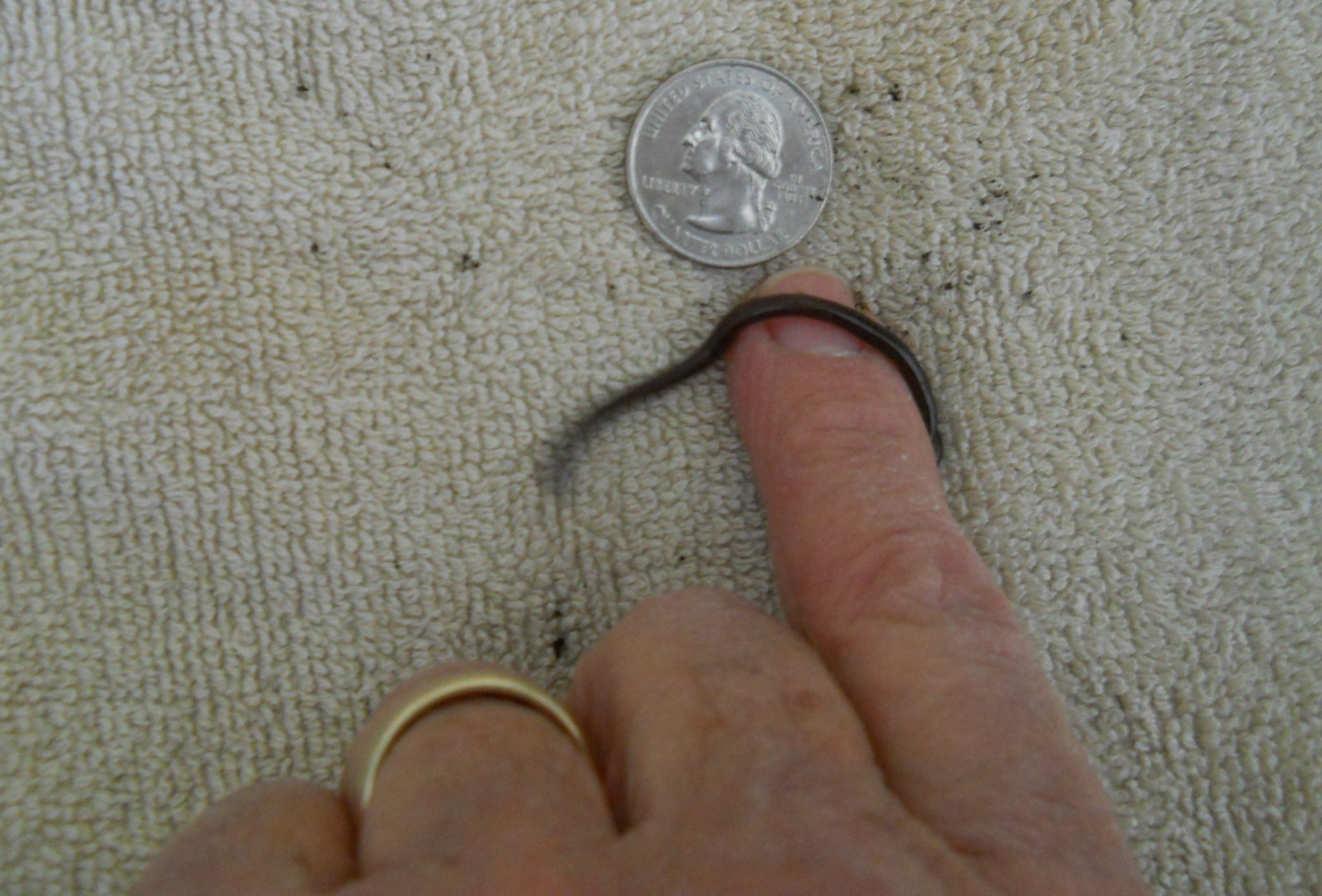 Weekly "What is it?": Brahminy blind snake - UF/IFAS Extension Escambia ...