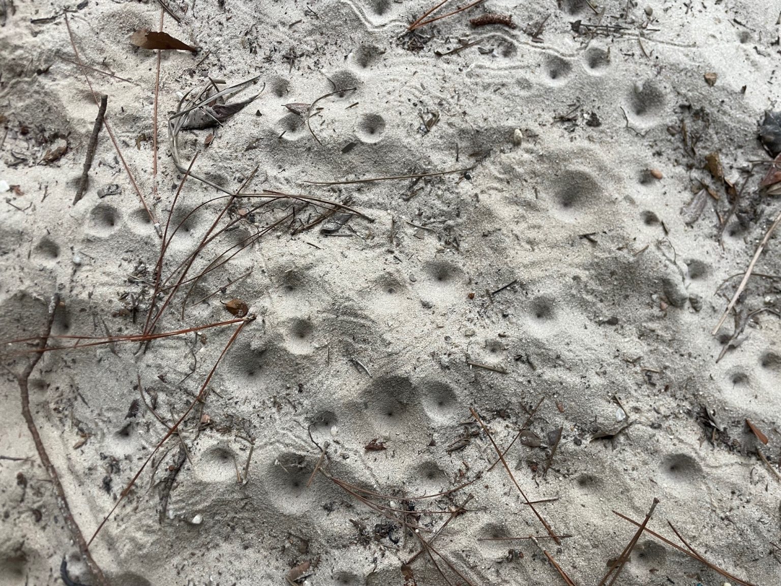 Weekly "What is it?": Doodlebugs - UF/IFAS Extension Escambia County