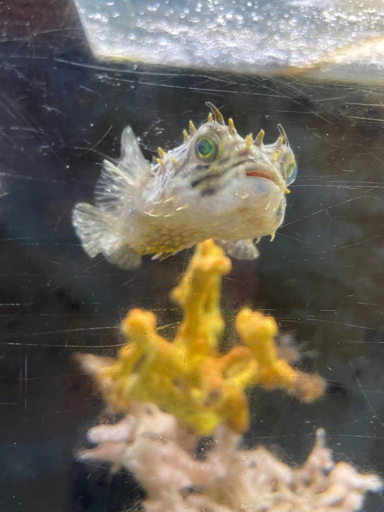 Weekly "What is it?": Striped burrfish - UF/IFAS Extension Escambia County