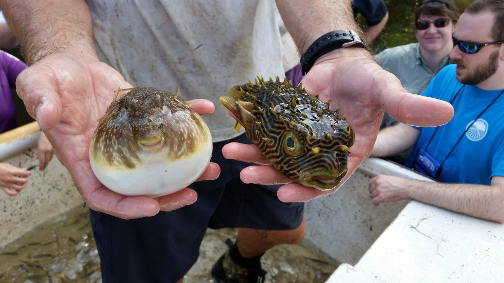 Weekly "What is it?": Striped burrfish - UF/IFAS Extension Escambia County