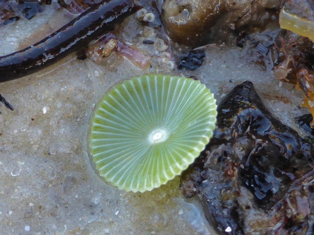 Marine Creatures of the Northern Gulf of Mexico – Green Algae - UF/IFAS ...