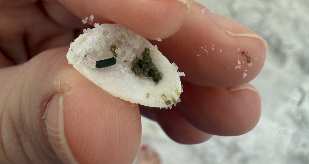 Weekly "What is it?": Ghost shrimp - UF/IFAS Extension Escambia County