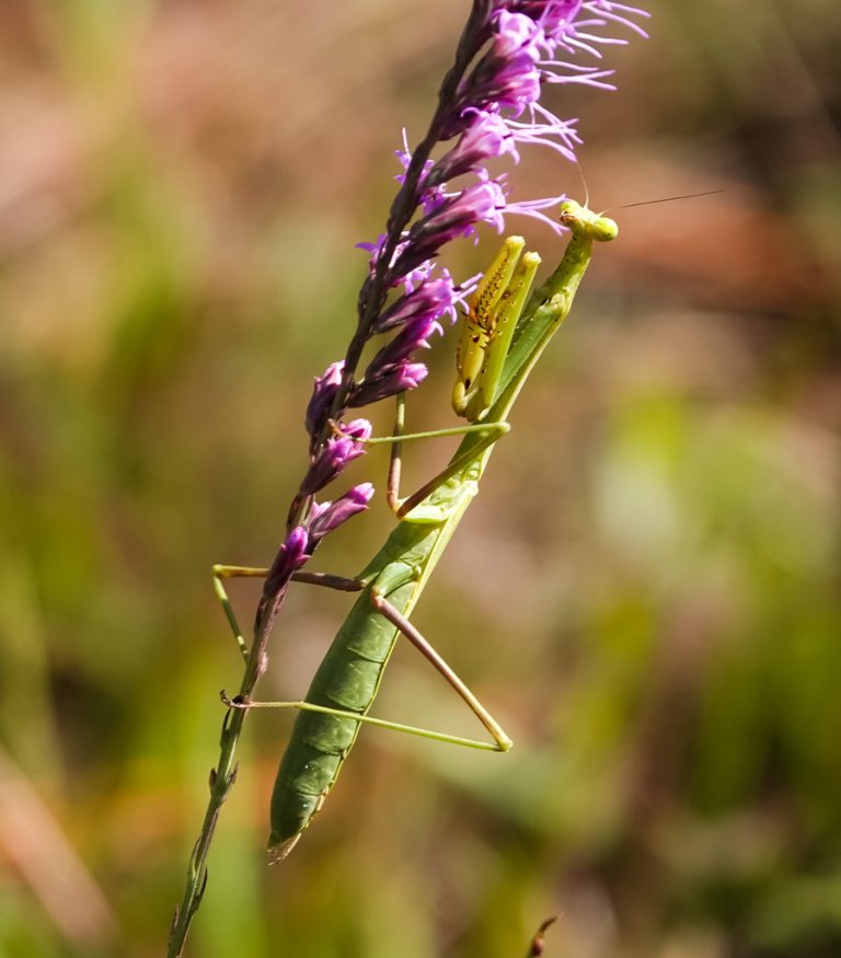 Weekly "What is it?": Praying mantis - UF/IFAS Extension Escambia County
