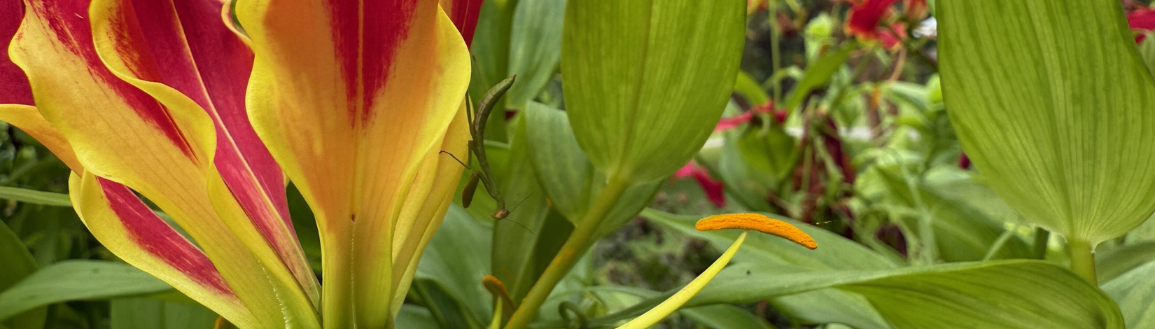 Weekly "What is it?": Praying mantis - UF/IFAS Extension Escambia County