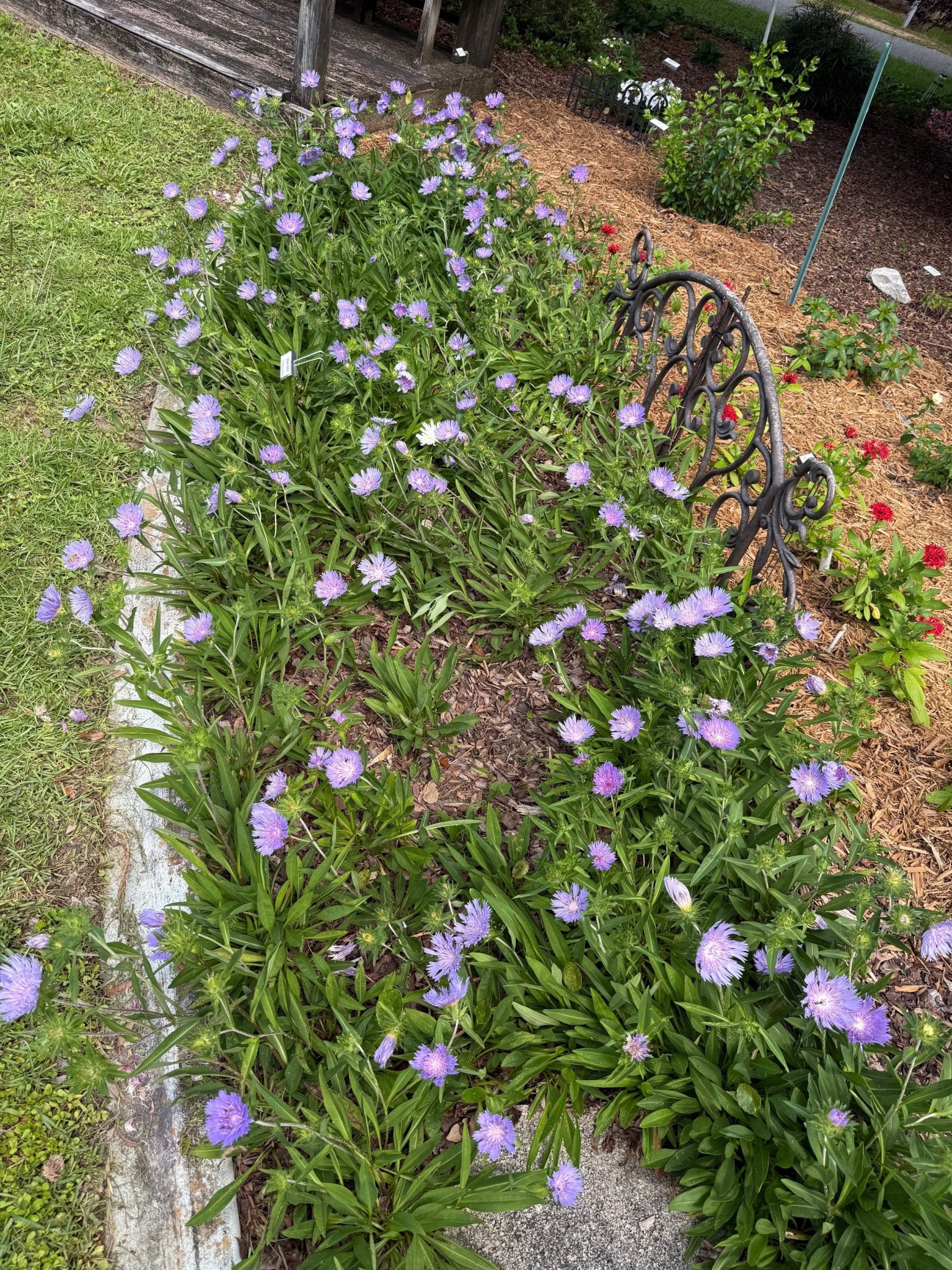 Weekly "What is it?": Stokes’ Aster - UF/IFAS Extension Escambia County