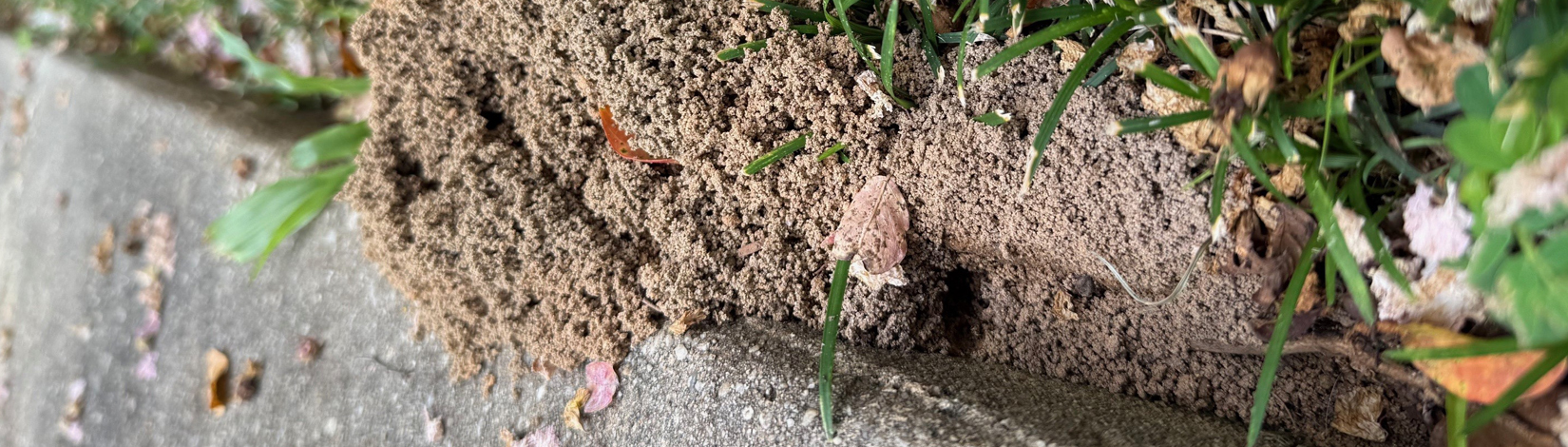 Weekly "What is it?": Cicada killers - UF/IFAS Extension Escambia County