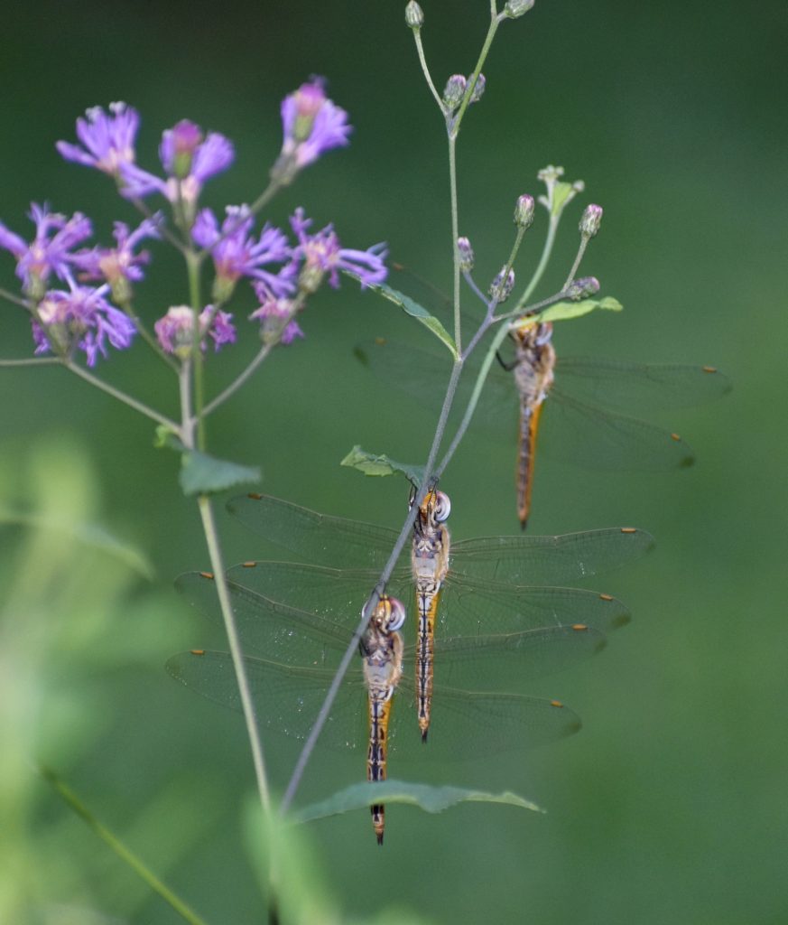 Weekly "What is it?": Dragonflies - UF/IFAS Extension Escambia County