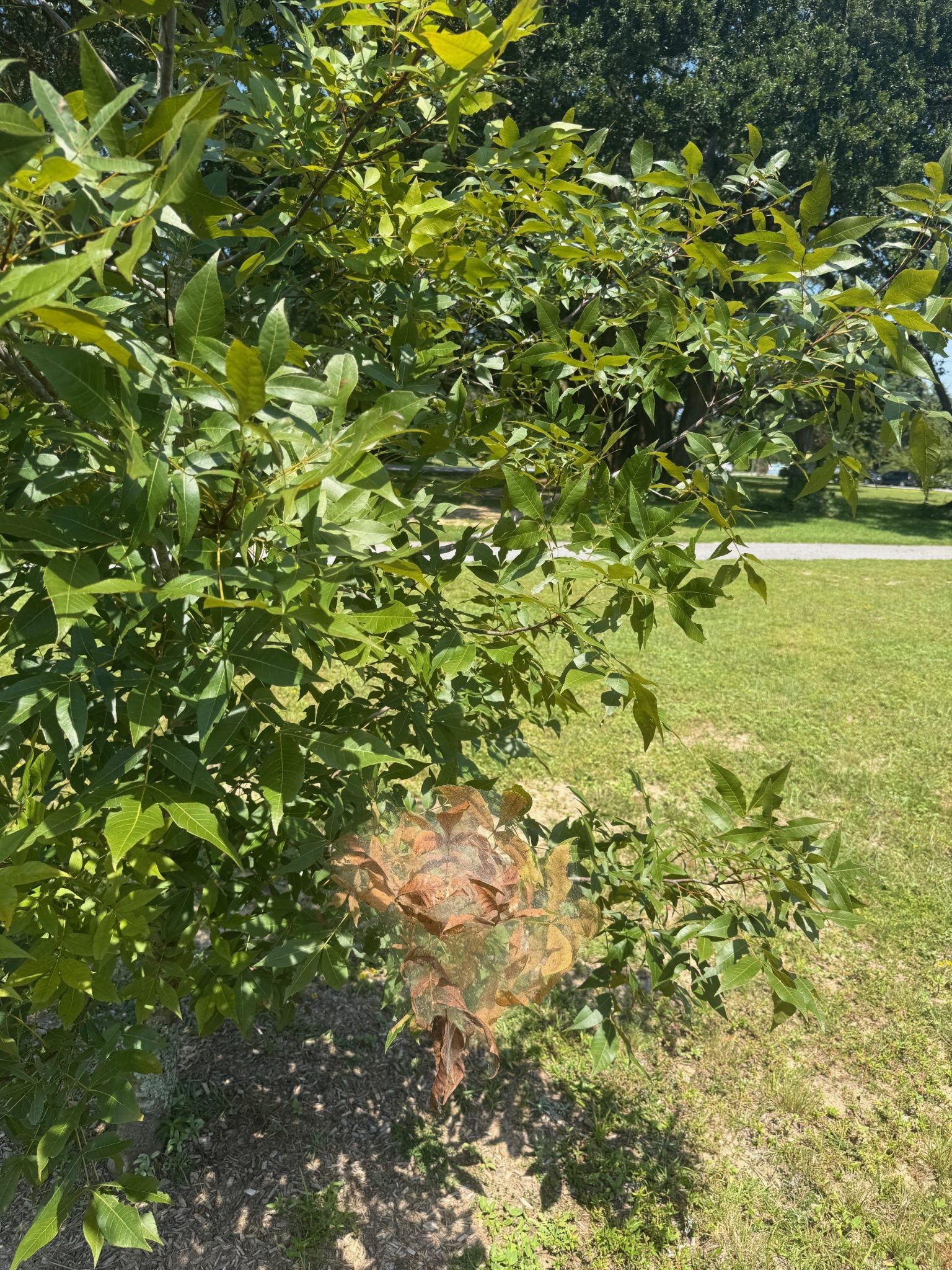 Weekly "What is it?": Fall webworms - UF/IFAS Extension Escambia County