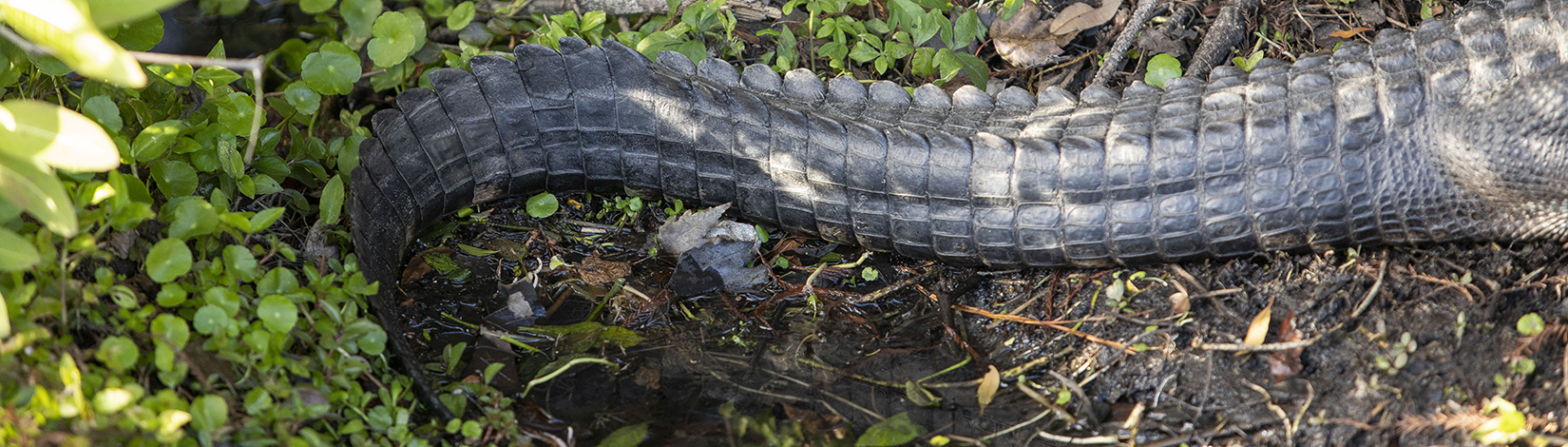 Aquatic Weed Control Short Course - UF/IFAS Extension