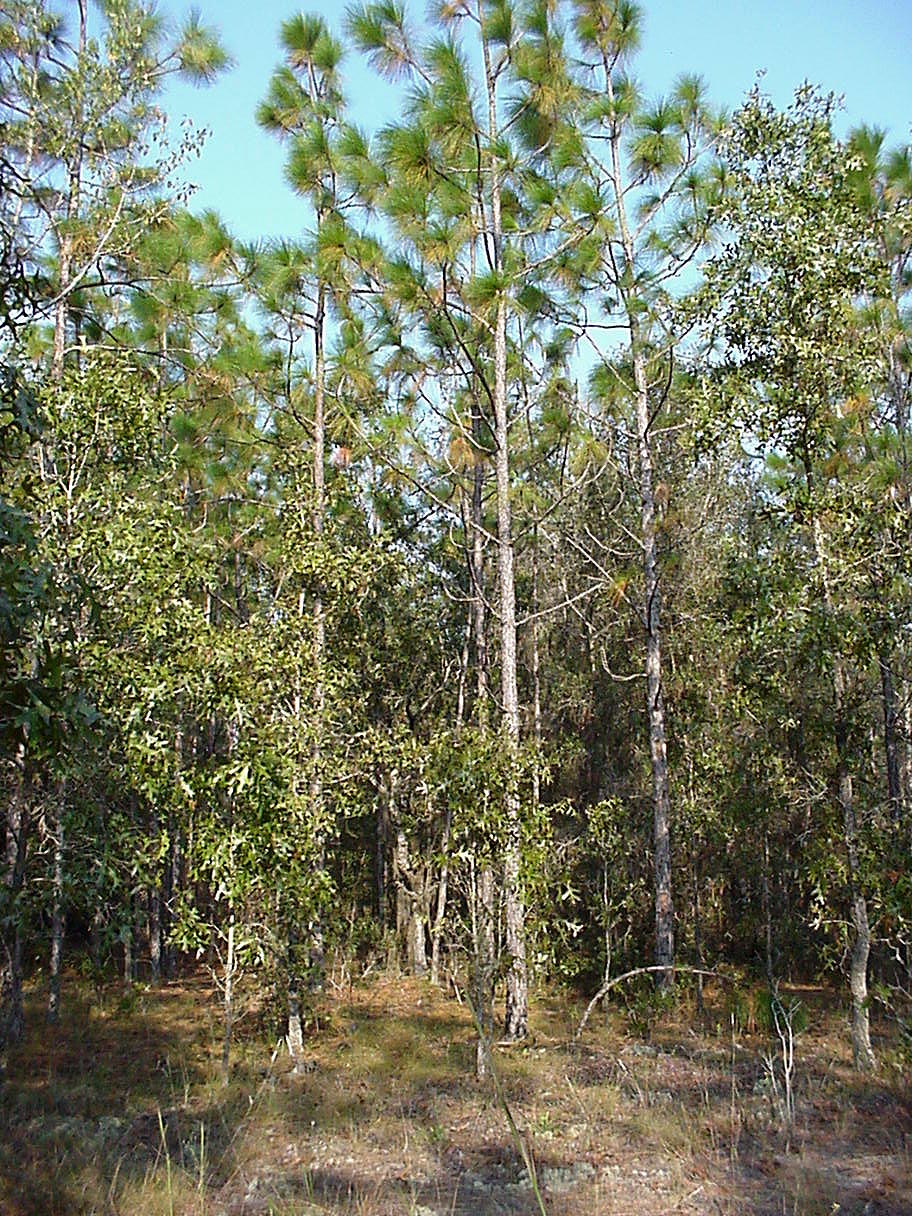 Thin Your Pine Stand - School of Forest, Fisheries, and Geomatics Sciences