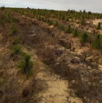 Florida Land Steward Update, May 29, 2020 - School of Forest, Fisheries ...