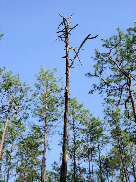 Dead Trees Bring Life to the Forests - School of Forest, Fisheries, and ...