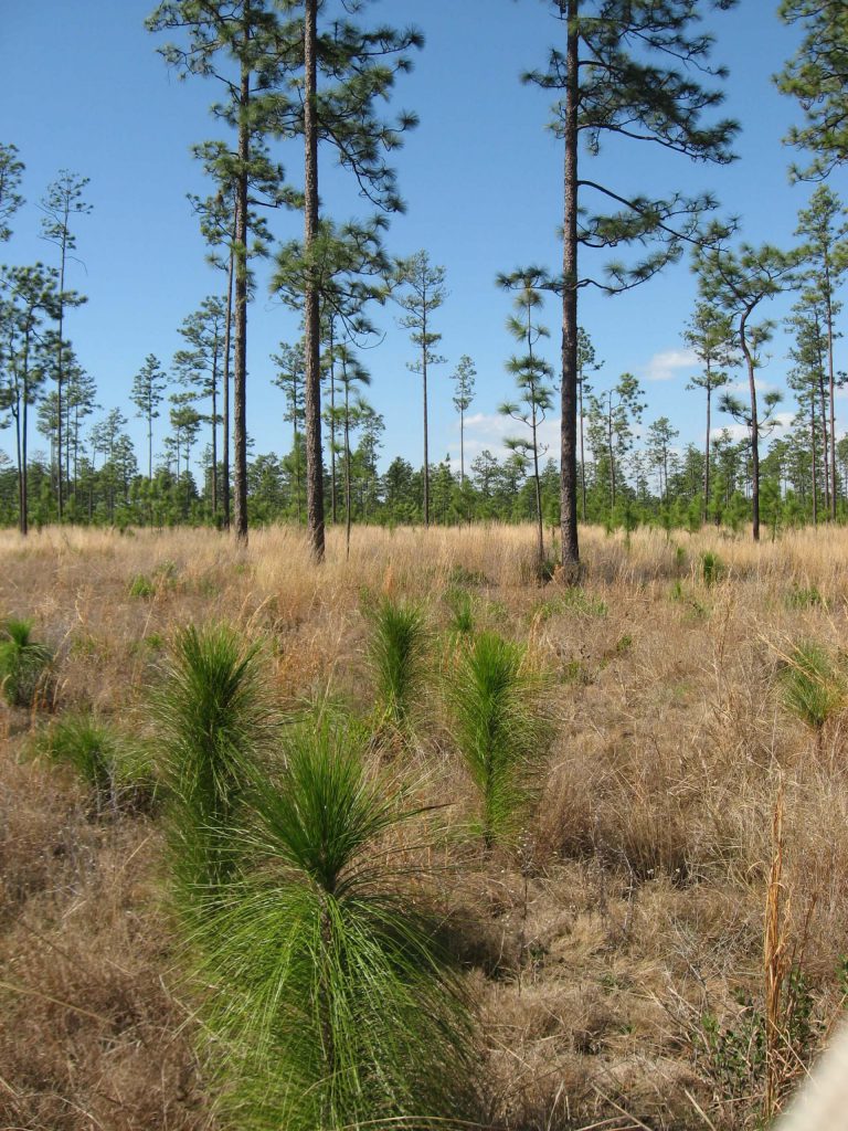 Florida Land Steward Update, March 3, 2023 - School of Forest ...